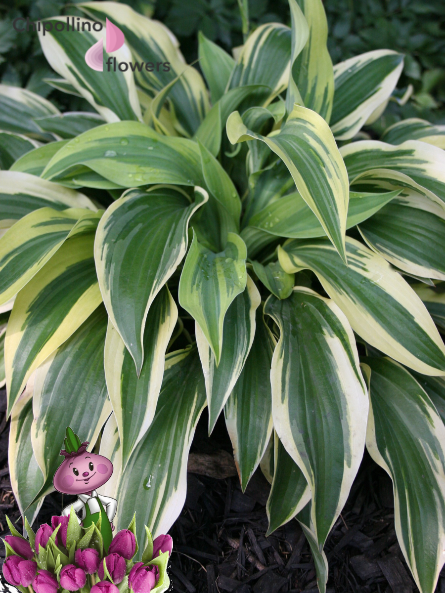 Клубни цветов, chipollino flowers, Хоста WOLVERINE ( 1 корень )