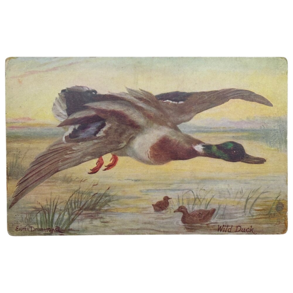 Почтовая открытка "Дикая утка - Oilette" 1905-1920 гг. Raphael Tuck & Sons. Великобритания