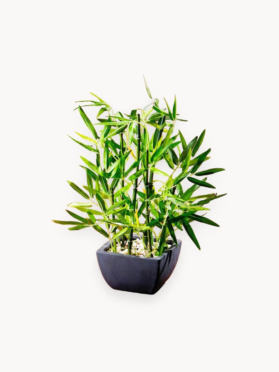 Бамбук Мосо Хубэй, Семена, 20 шт, семена экзотических растений