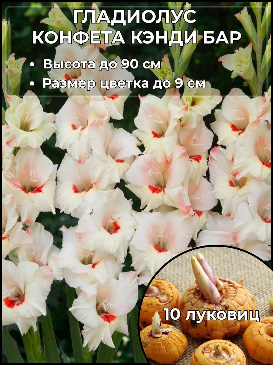 Гладиолус Конфета Кэнди бар, луковицы 10 штук