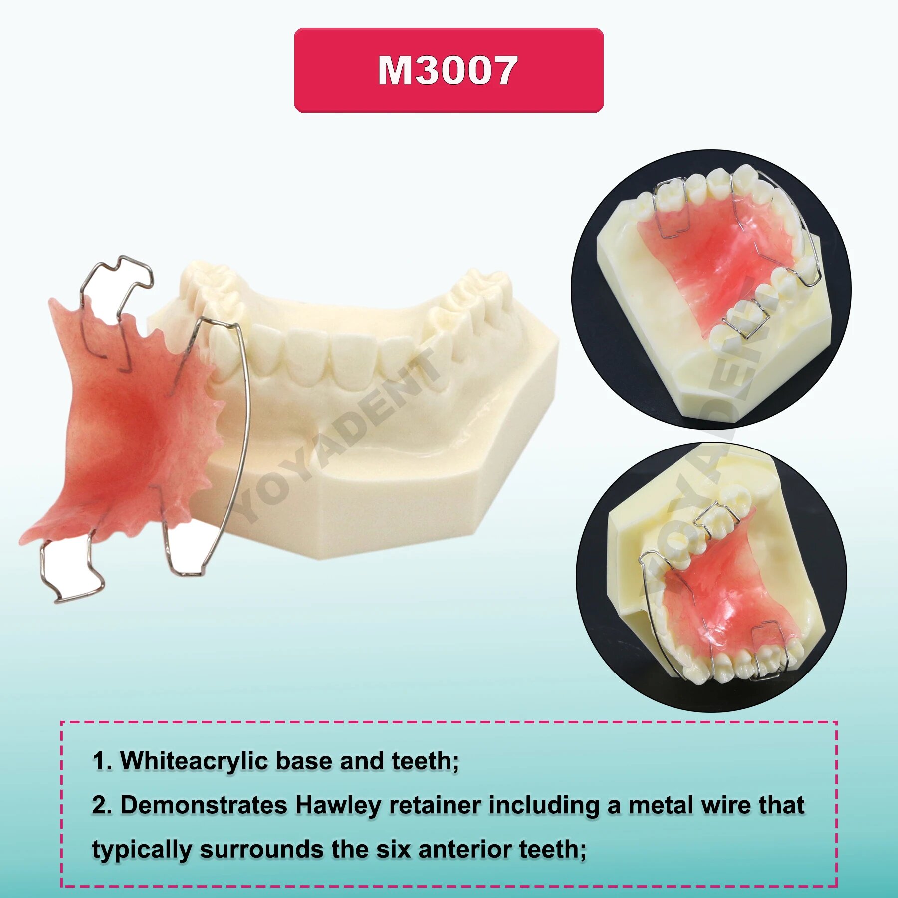 Модель зубов Hawley retainer M3007