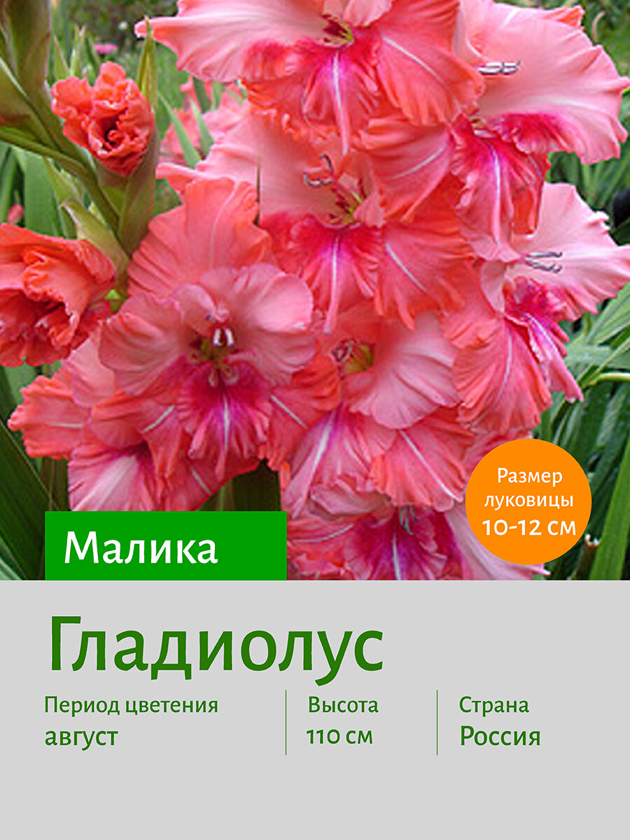 Гладиолус Малика (Malika) луковицы 3 шт сотка