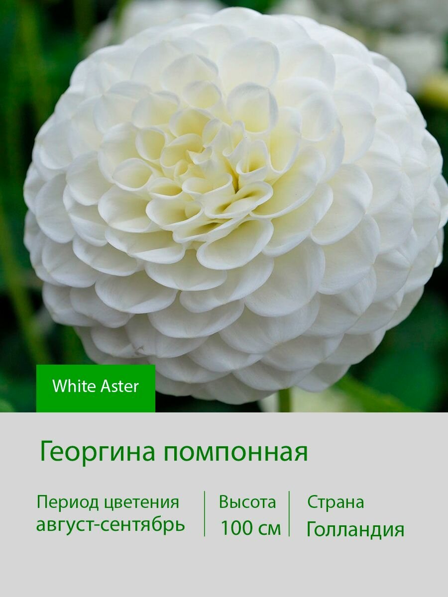 Георгина помпонная Вайт Астер (White Aster) 2 шт. Сотка