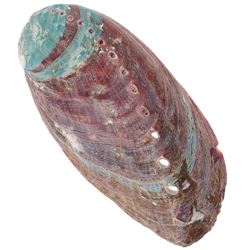 Морская раковина, Из Абалоновой Раковины, Для Ароматерапии, 1 Штука