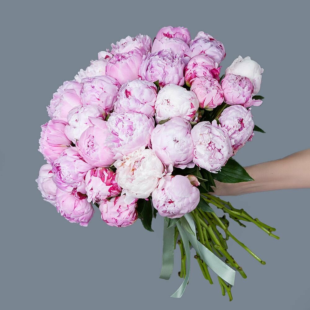 Пионы розовые "Sarah Bernhardt" под ленту, «Голландия», 39 шт.