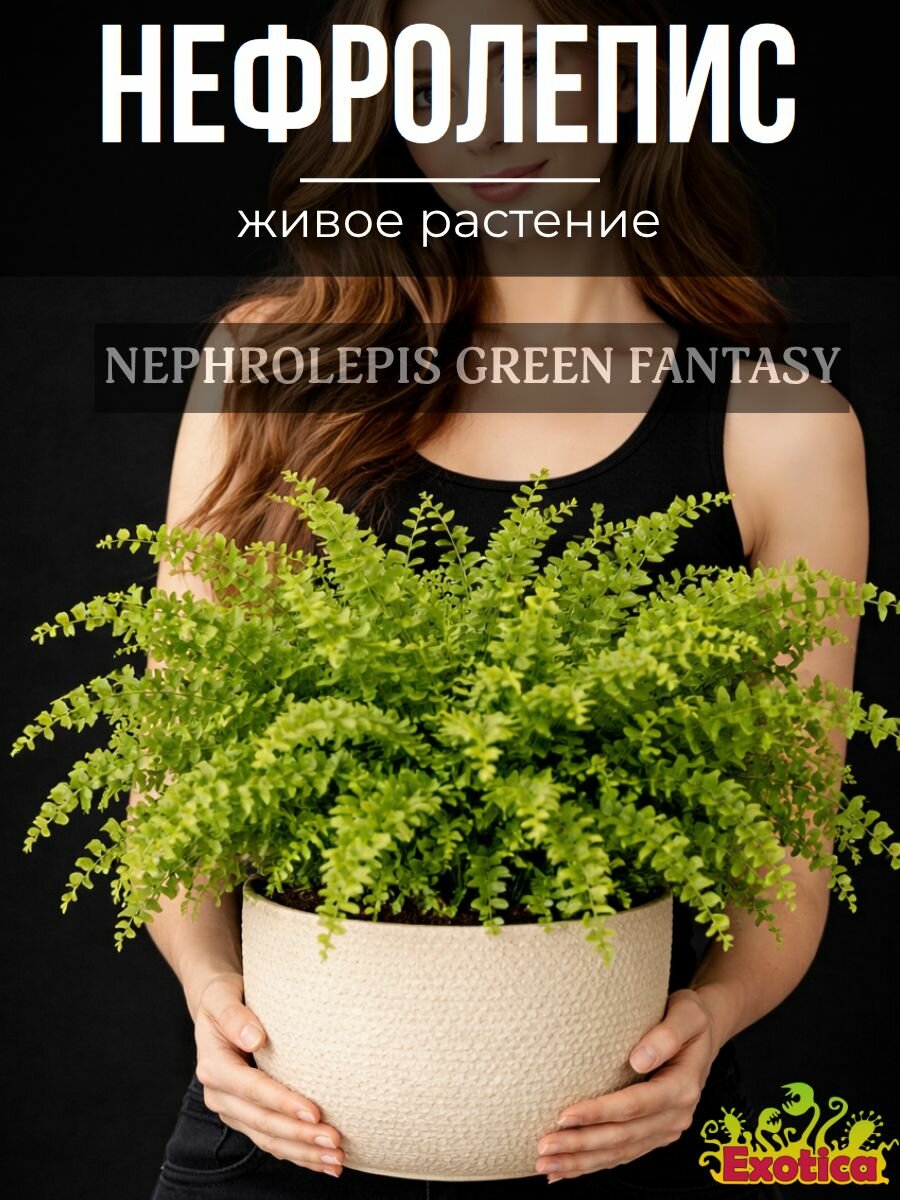 Нефролепис Грин Фэнтези (Nephrolepis Green Fantasy) D5см, комнатное растение