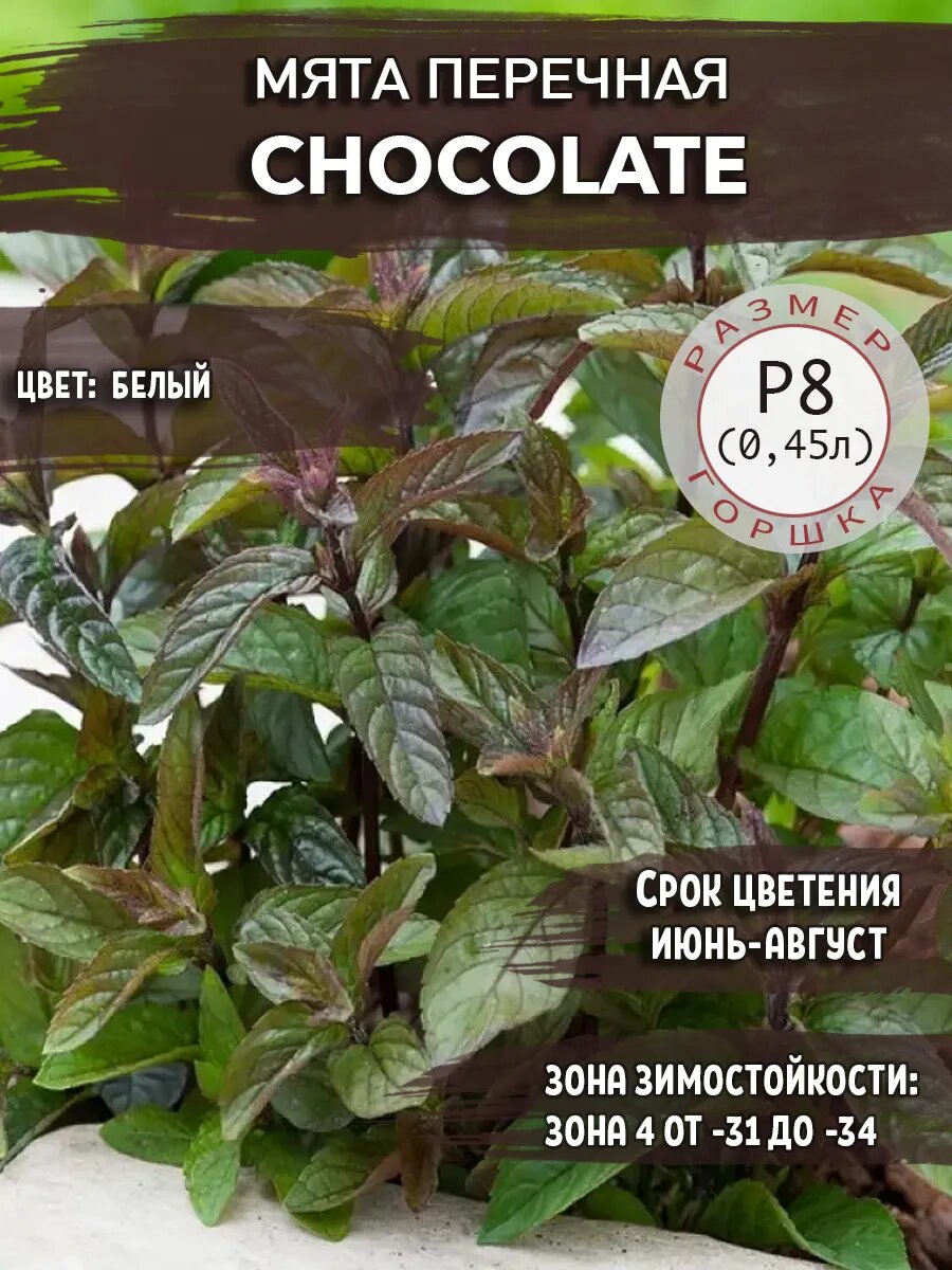 Мята перечная Chocolate