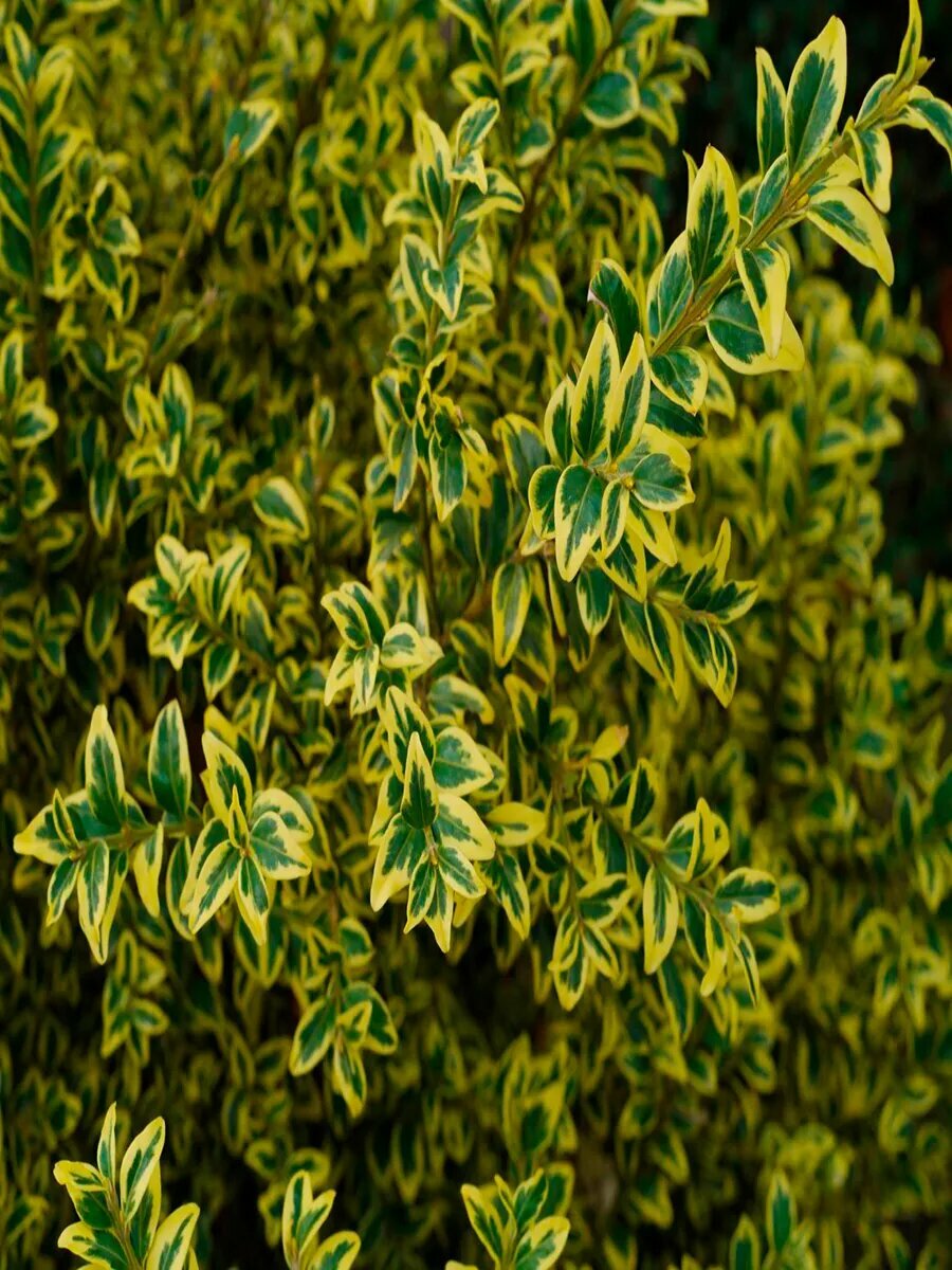 Самшит вечнозеленый Aureovariegata