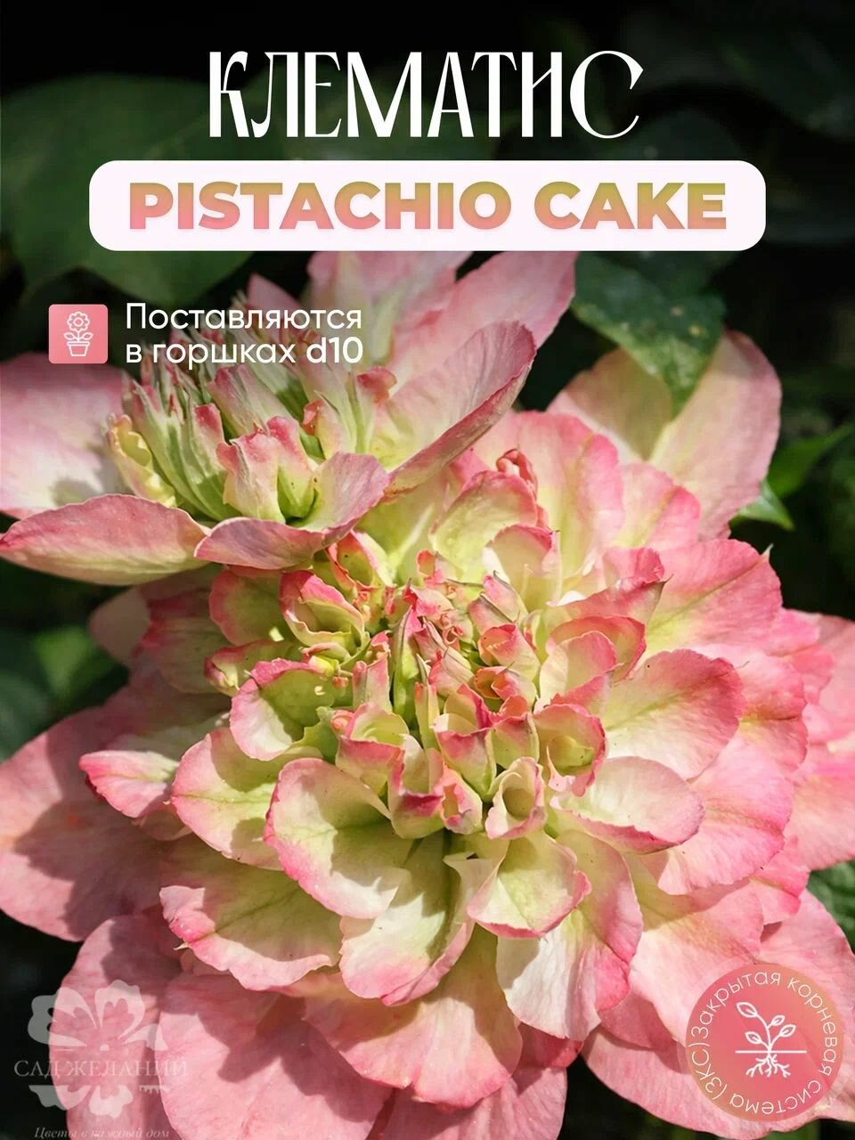 Клематис махровый Фистаччио Кейк в горшке Р9