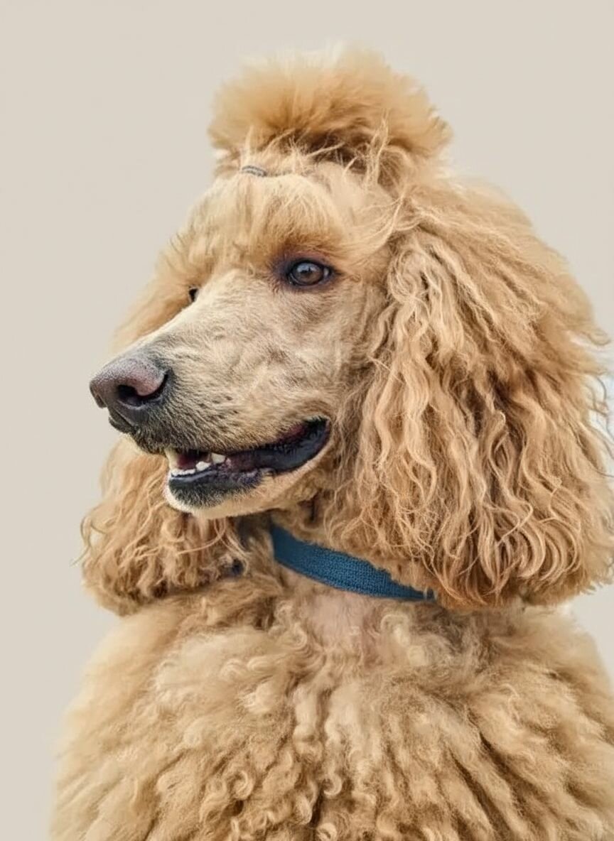 Джинсовый ошейник размер L Japan Premium Pet