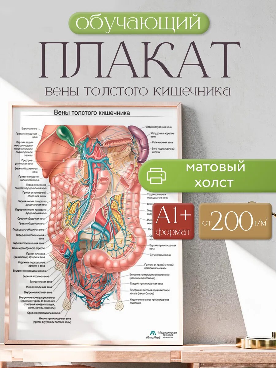 Вены толстого кишечника, плакат А1+, матовый холст от 200г/м2