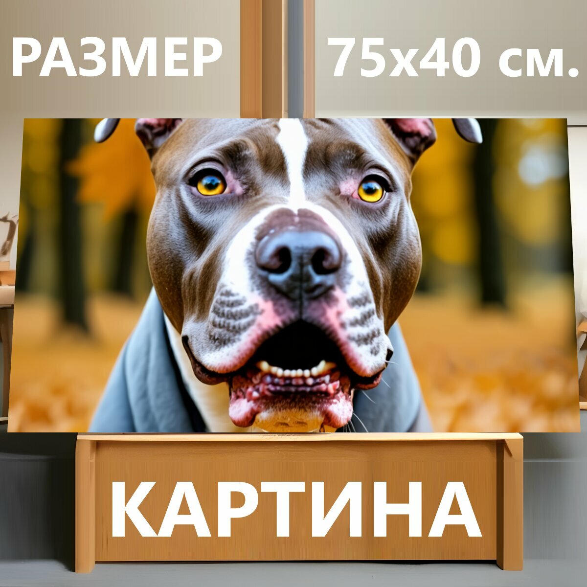 Картина на холсте "Крупный план головы собаки породы питбуль с серо-белым окрасом, виляющими ушами и пронзительными желто-коричневыми глазами." на подрамнике 75х40 см. для интерьера