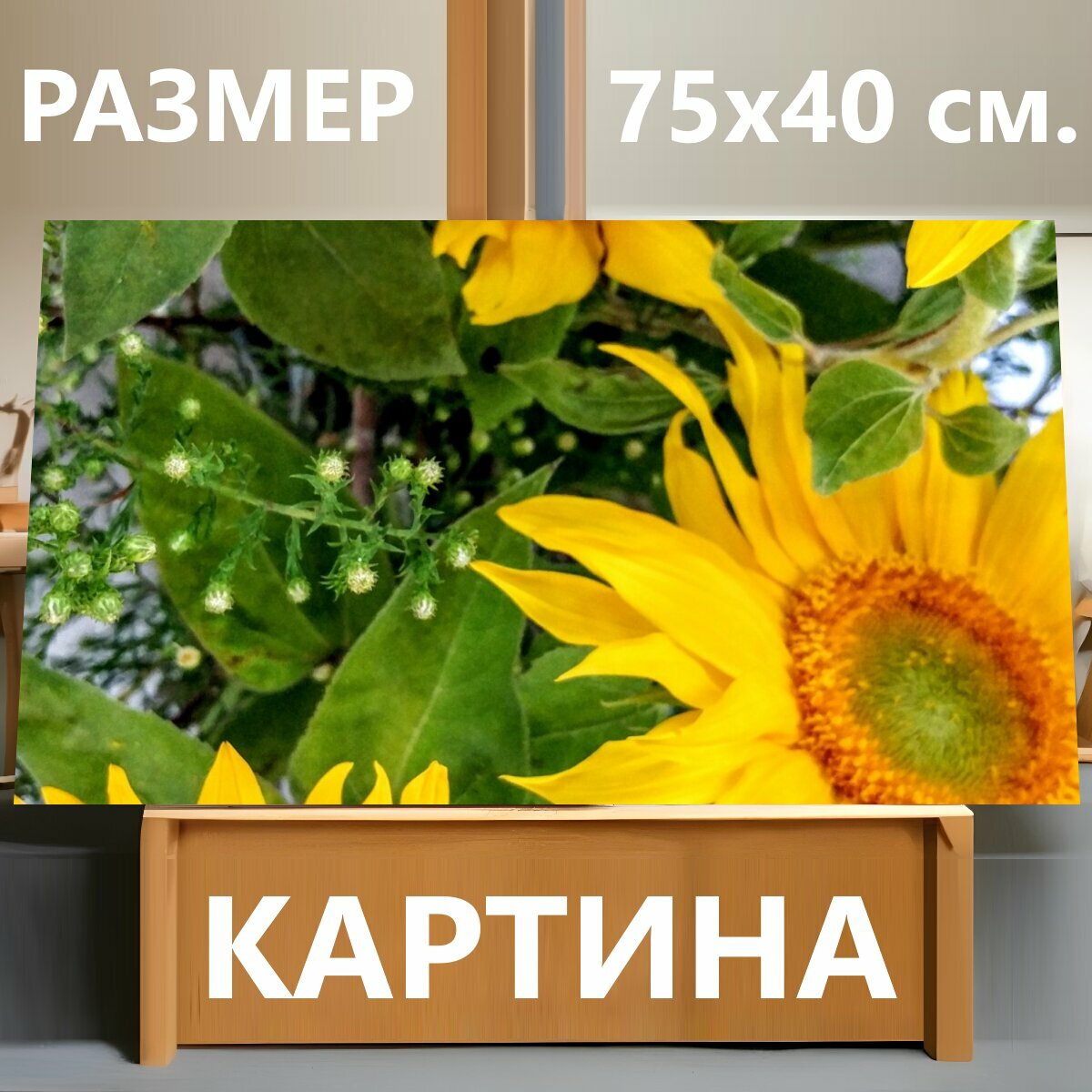 Картина на холсте "Солнечные подсолнухи Красивые подсолнухи на солнце. растение цветок подсолнечник природа сад" на подрамнике 75х40 см. для интерьера