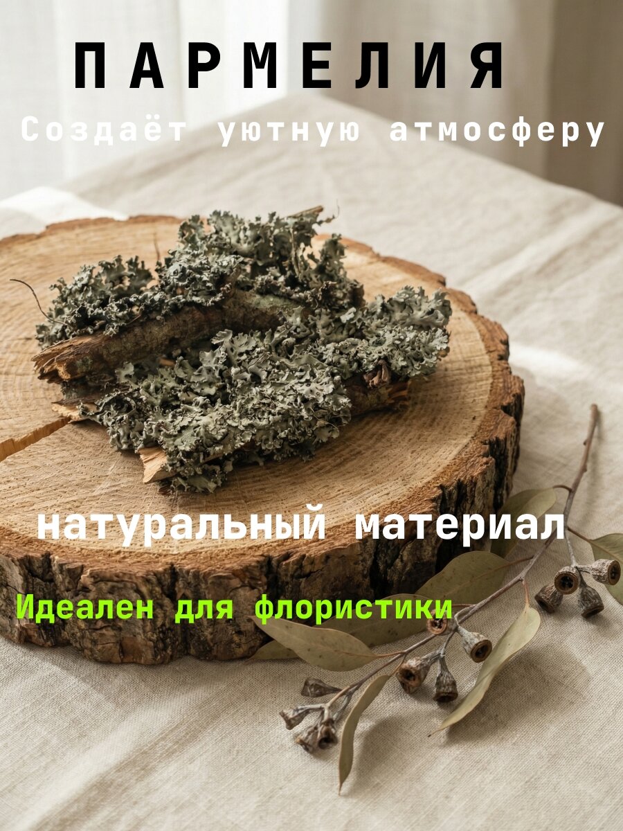 Мох пармелия (лишайник) лесной, свежий, для декора и растений
