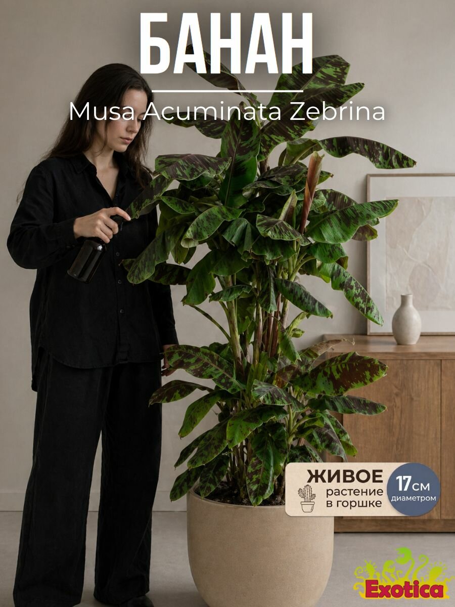 Банан (Муса) Акумината Зебрина (Musa Acuminata Zebrina) D17см
