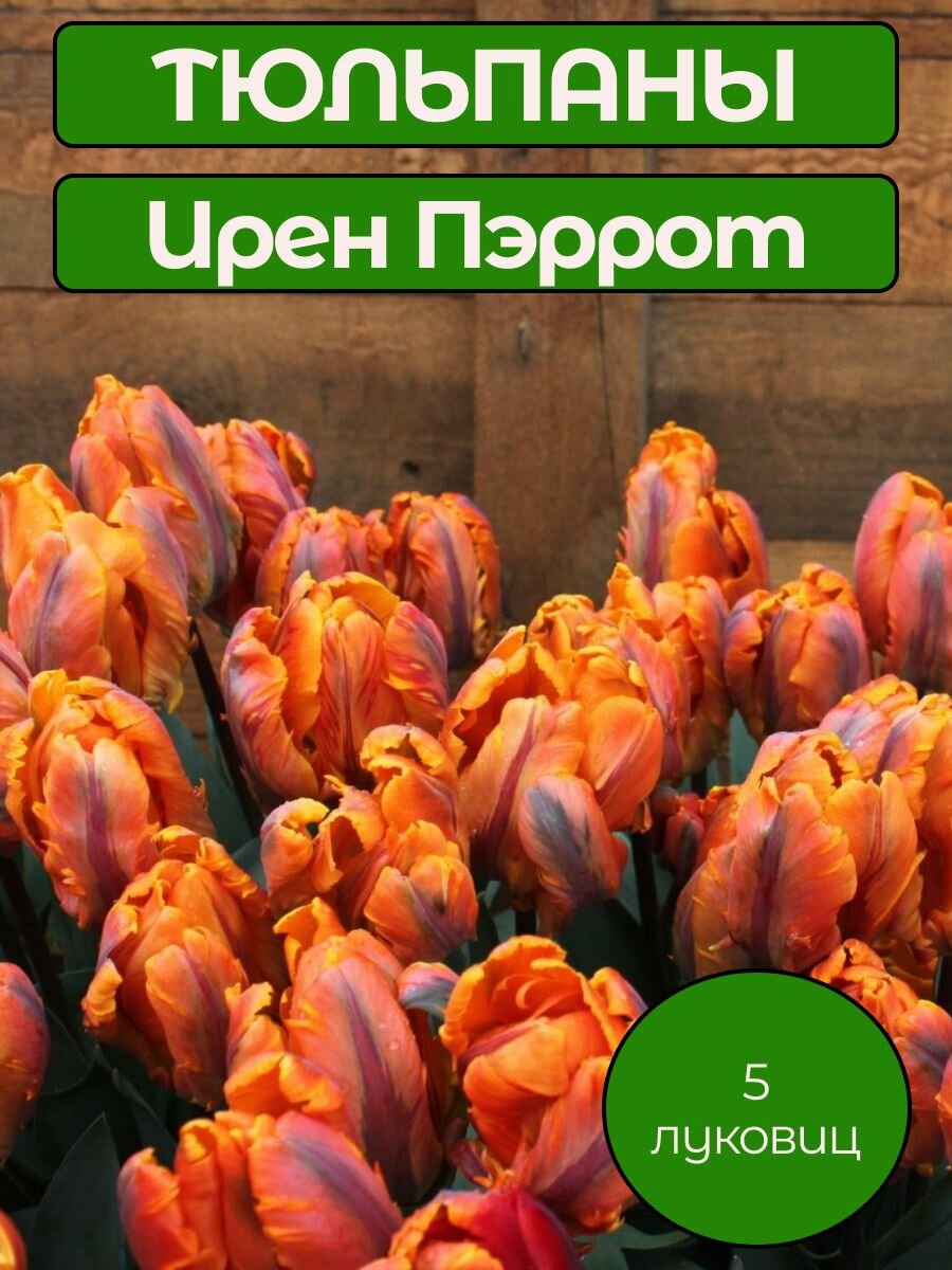 Луковицы тюльпана Ирэн Перрот 5 шт