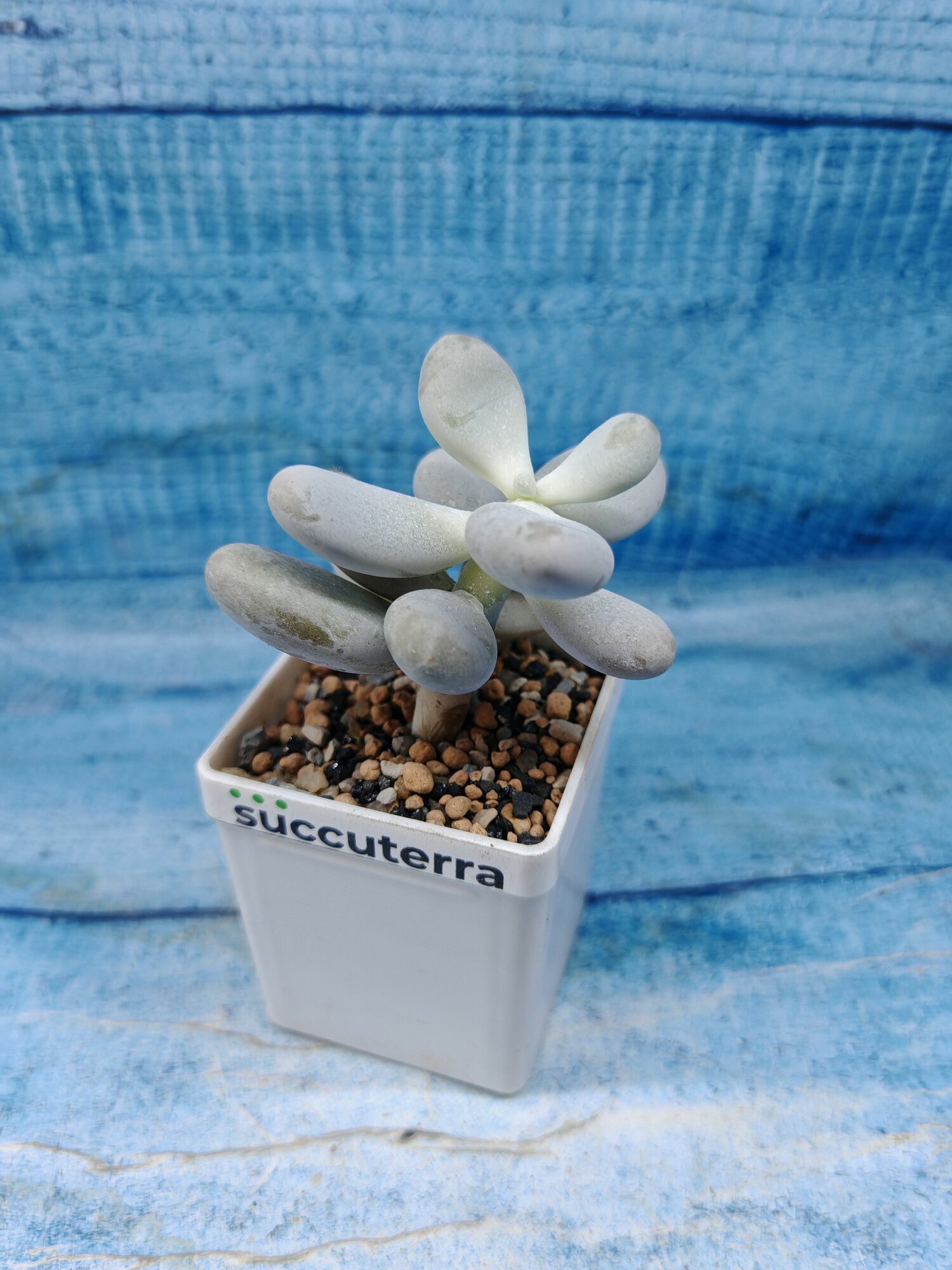 Суккулент Pachyphytum Oviferum (Пахифитум) Диаметр горшка 5 см. Субстрат Succuterra Classic и фирменный горшочек в комплекте.