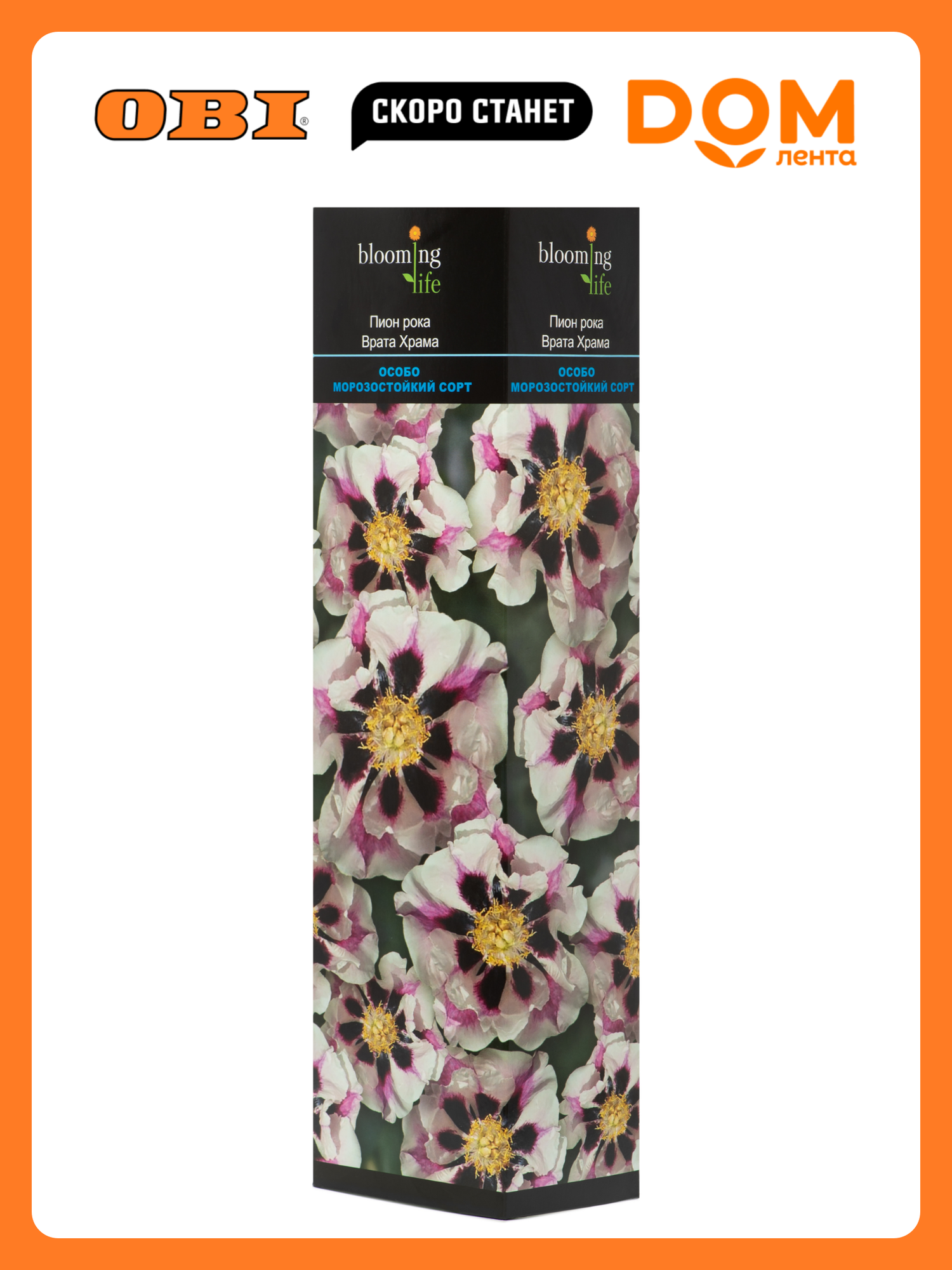 Саженец пиона рока Врата Храма