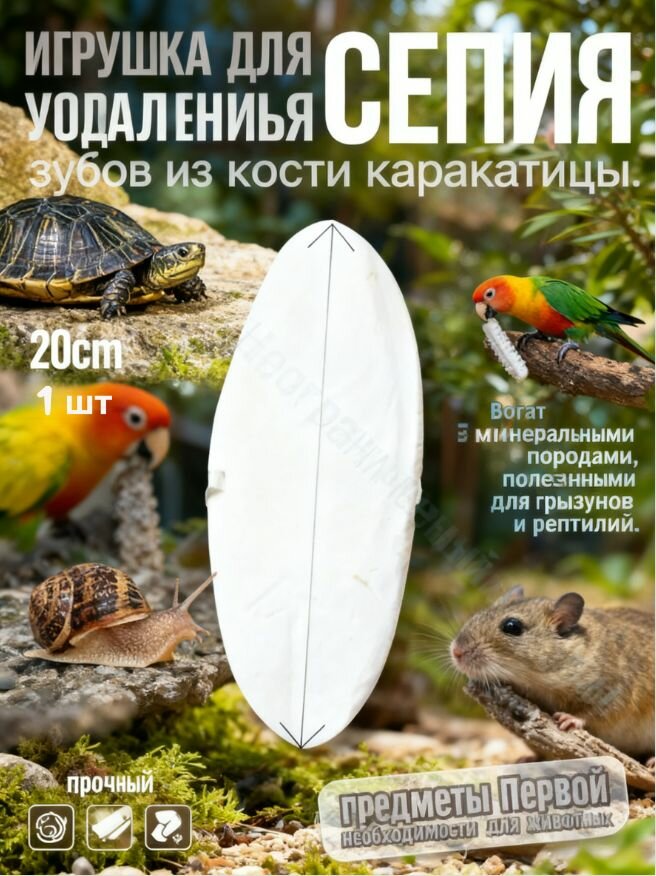 Сепия 20 см 1 штуки, панцирь каракатицы для улиток, черепах, попугаев, рептилий, корм для птиц