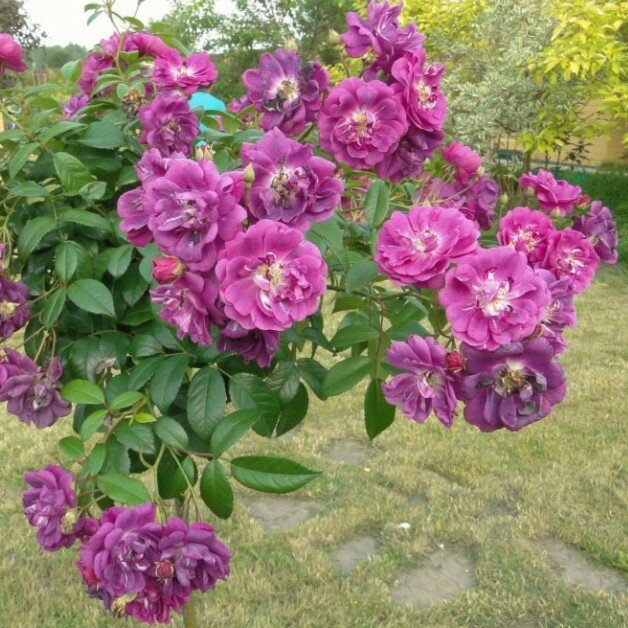 Роза Перпл Эден (1 саженец), Польша