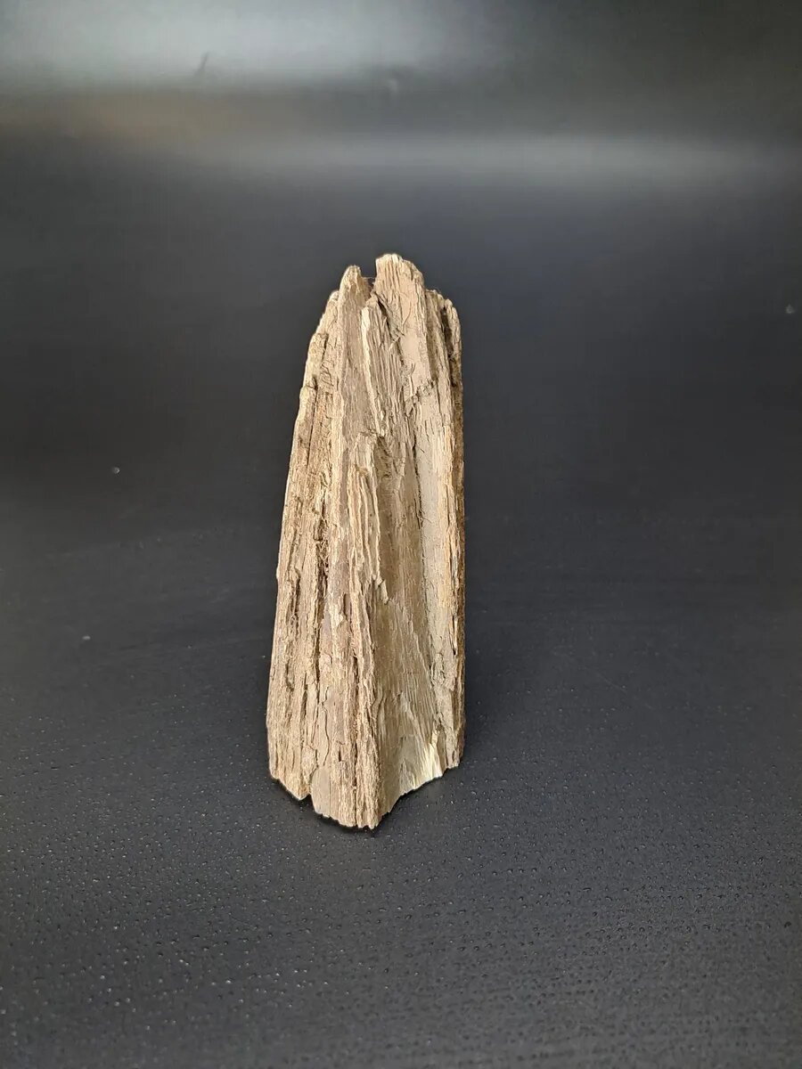 Бивень мамонта для коллекции