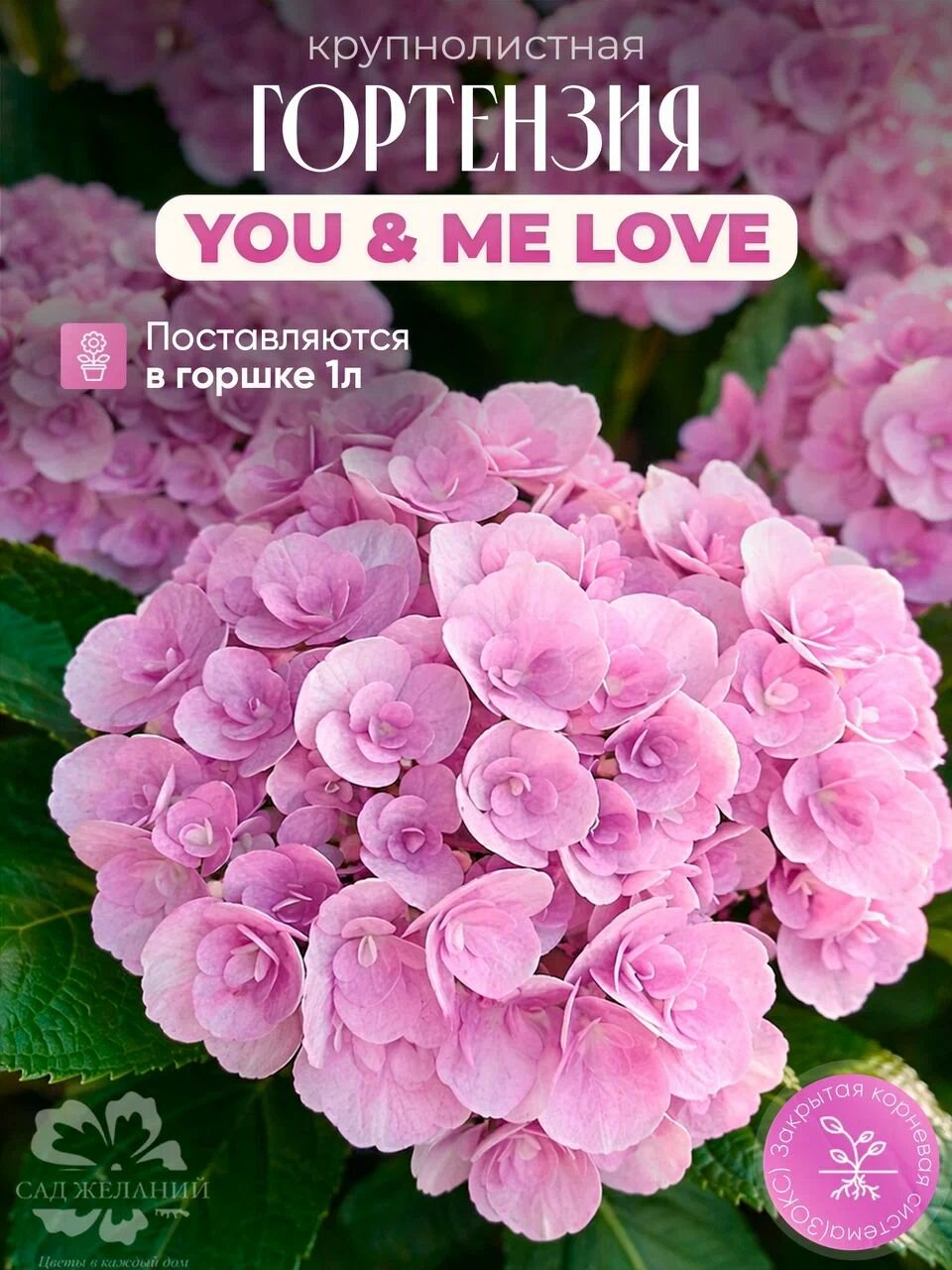 Гортензия ремонтантная You and Me Love в горшке Р 10