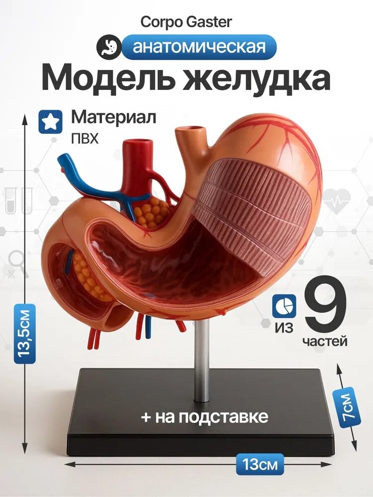 Разборная анатомическая модель желудка человека Corpo Gaster