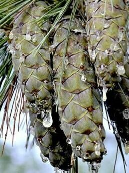 Сосна Веймутова