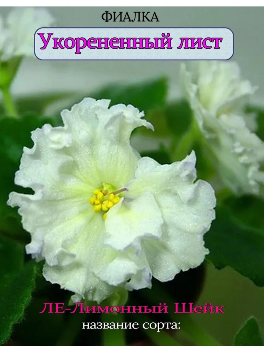 Фиалка живая в горшке комнатная сорт ЛЕ-Лимонный Шейк (укорененный лист) 1 штука