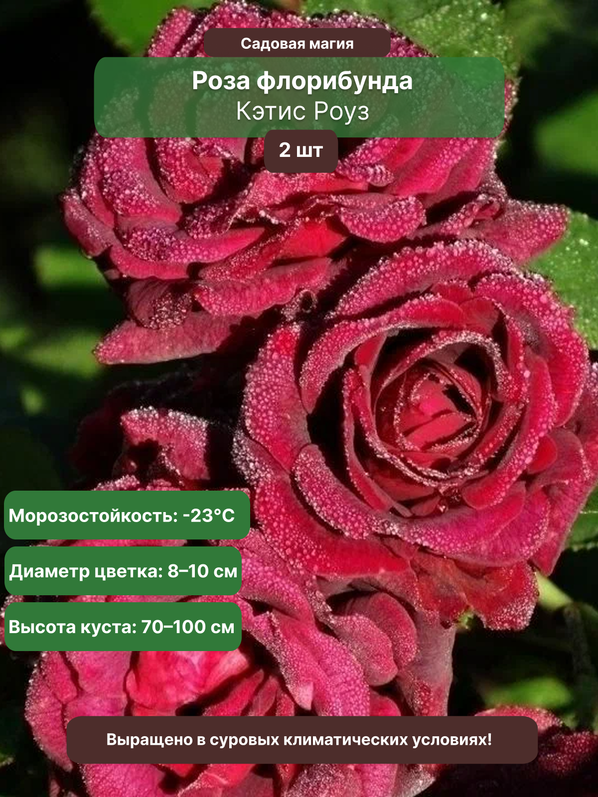 Роза флорибунда "Кэтис Роуз", многолетняя, красная, 2 саженца