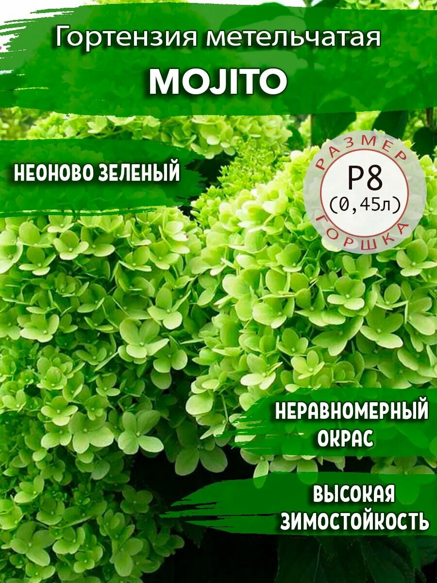 Гортензия метельчатая Mojito