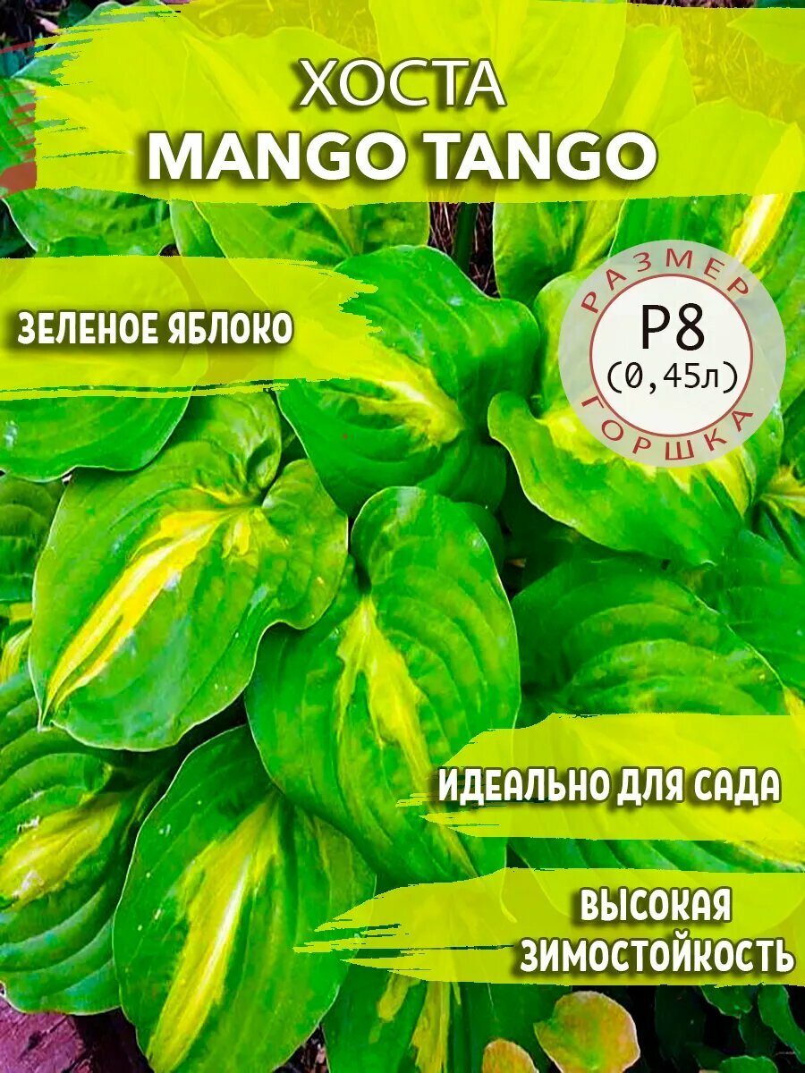 Хоста Mango Tango