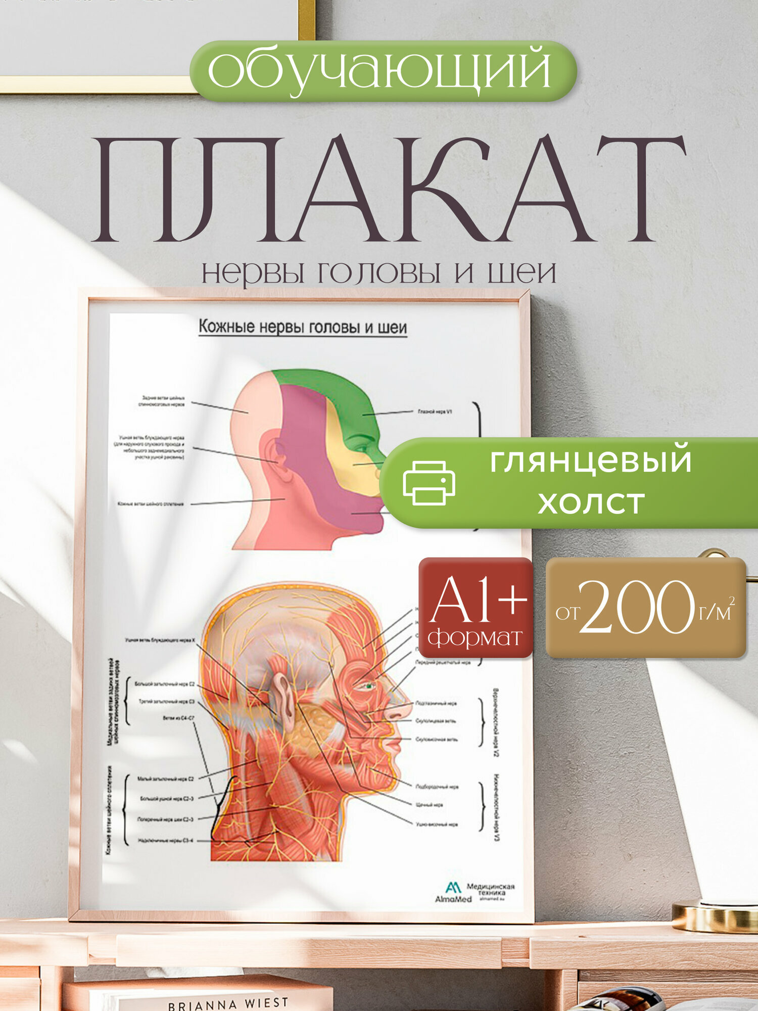 Плакат "Нервы головы и шеи", А1+, глянцевый холст, 200 г/м2