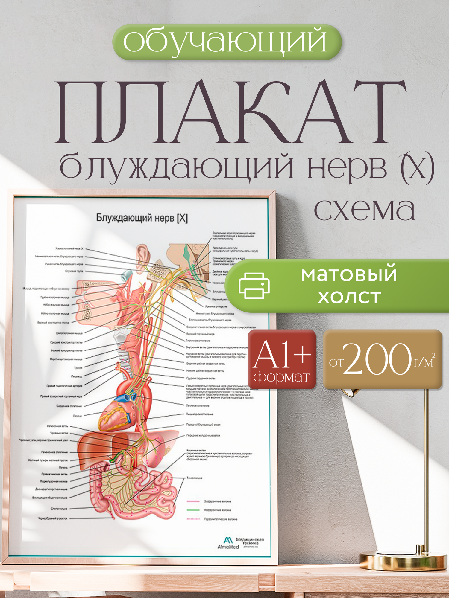 Обучающий плакат "Блуждающий нерв (X). Схема", размер А1+, матовый холст от 200г/м2