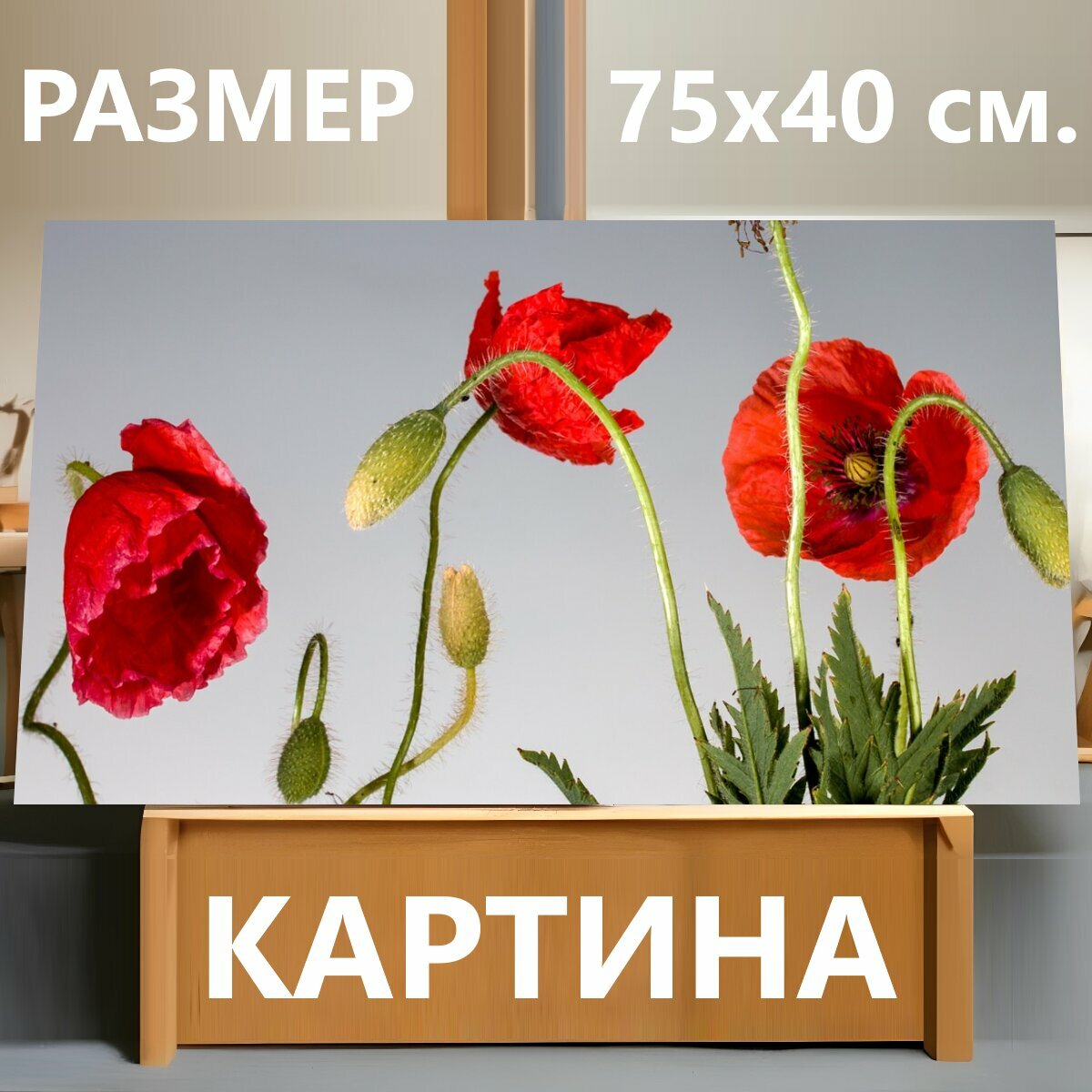 Картина на холсте "Мак, маки, цветок мака" на подрамнике 75х40 см. для интерьера