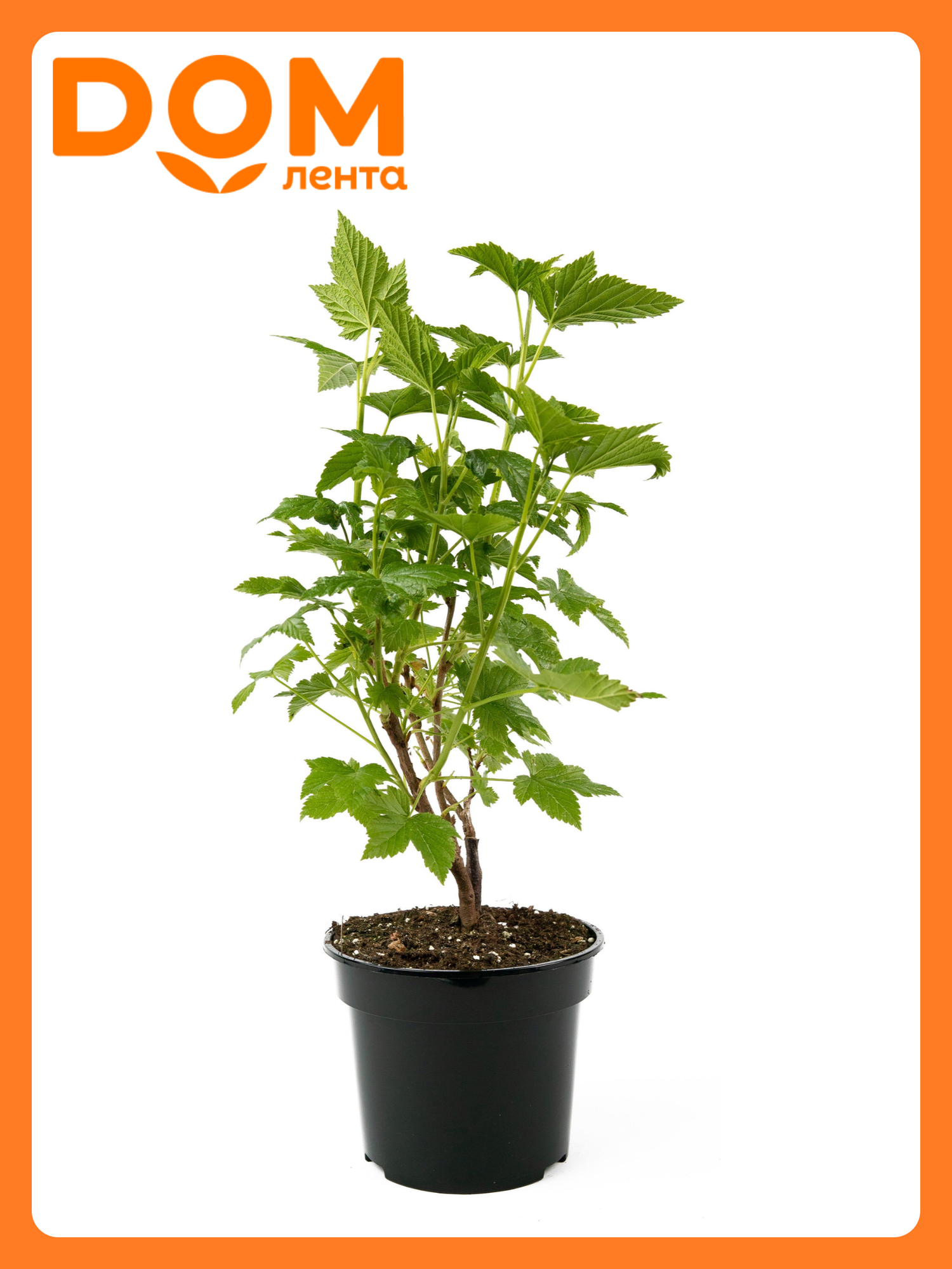 Кустарник Фабрика растений Никитенко "Смородина черная Селеченская-2", С3, H40-60