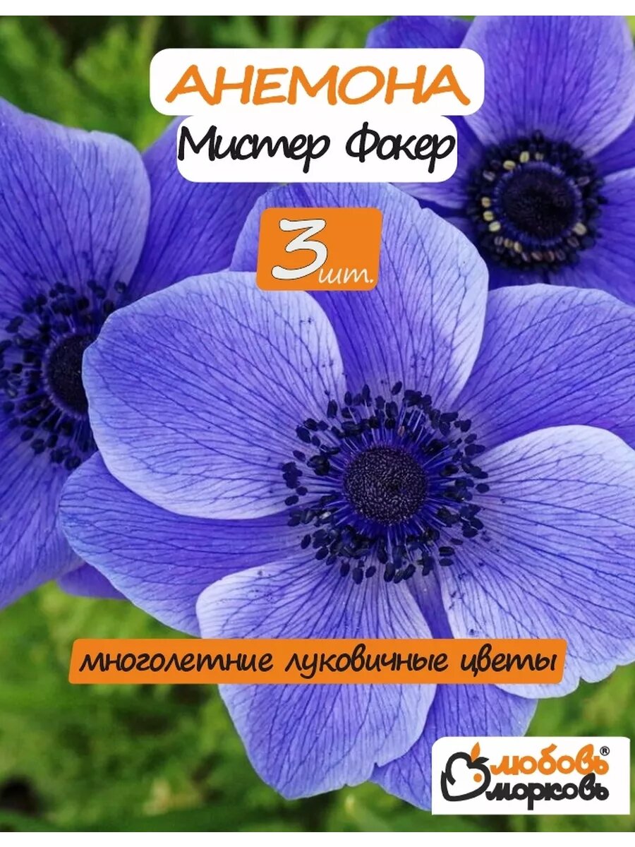 Анемона луковицы, Мистер Фокер 3 шт