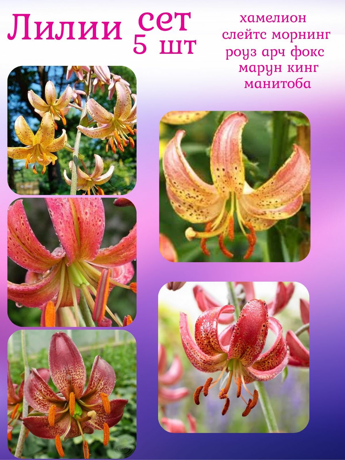 Лилия луковицы, многолетние цветы для посадки, СЕТ 5 штук