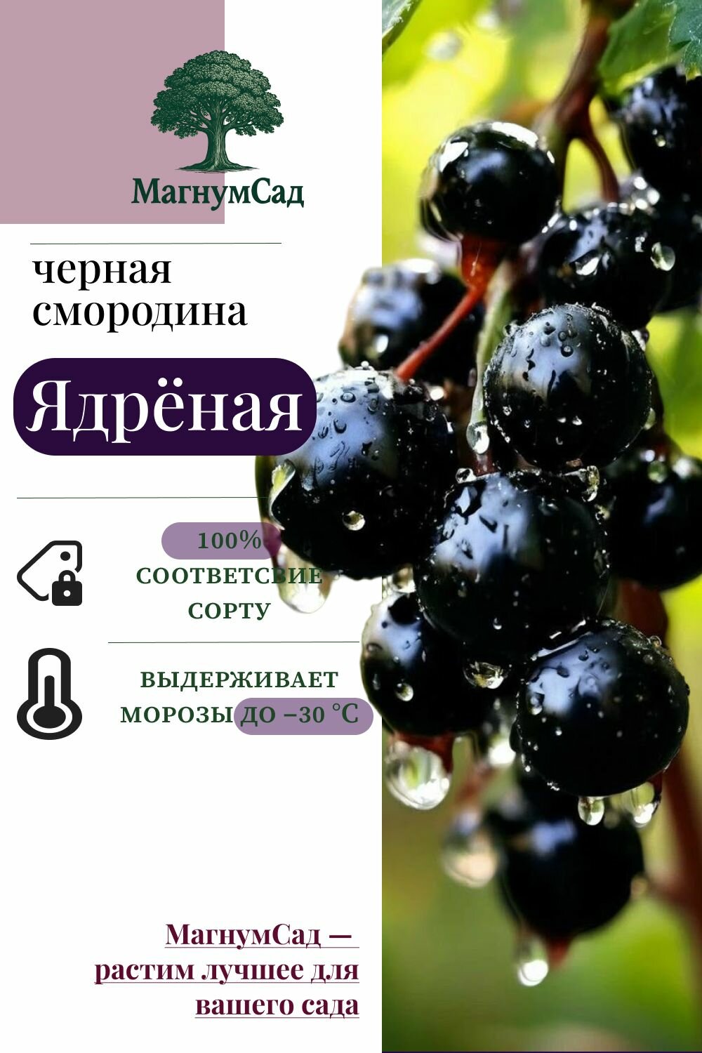 Смородина черная Ядреная