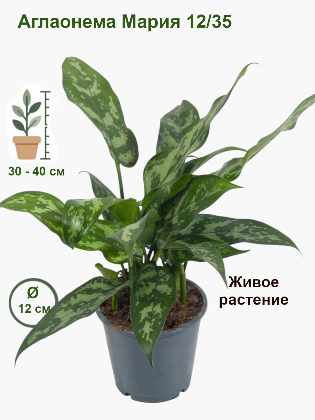 Аглаонема Мария 12/35