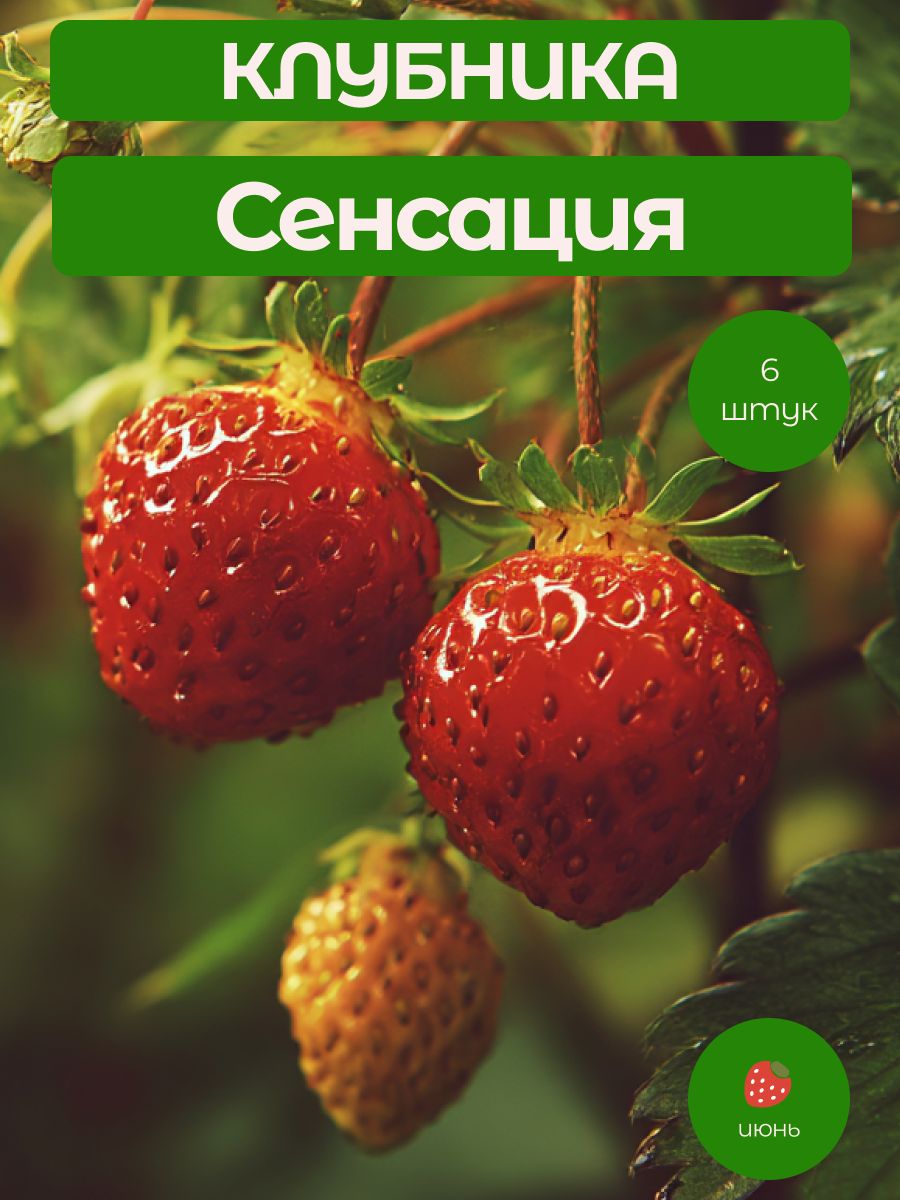 Саженцы клубники Сенсация 6 штук