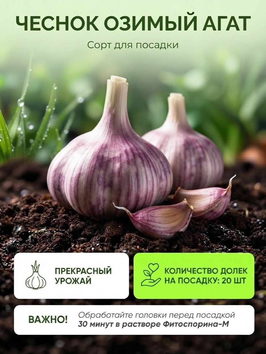 Чеснок озимый Агат на посадку 20 зубчиков