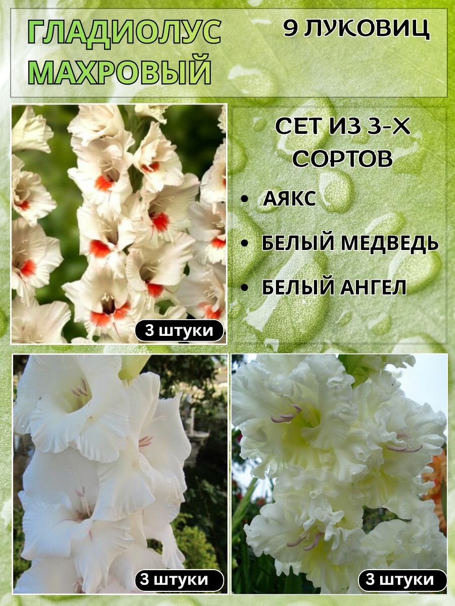 Гладиолусы, сет из 3-х сортов, 9 луковиц