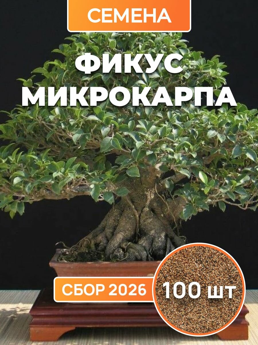 Семена Фикус притуплённый (Ficus retusa) — комнатный бонсай с мелкими листьями и воздушными корнями 100 шт с инструкцией