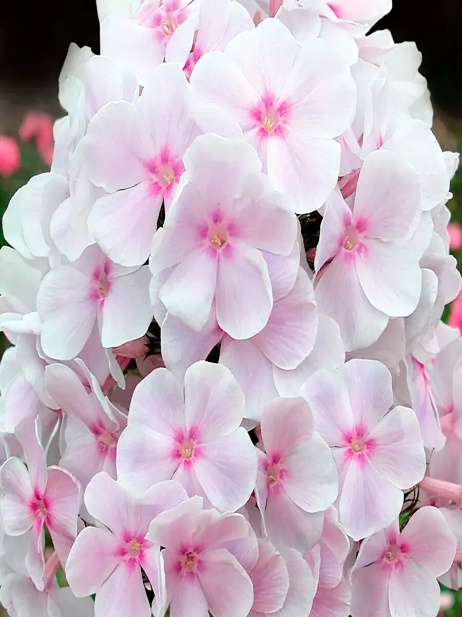 Флокс Атлант