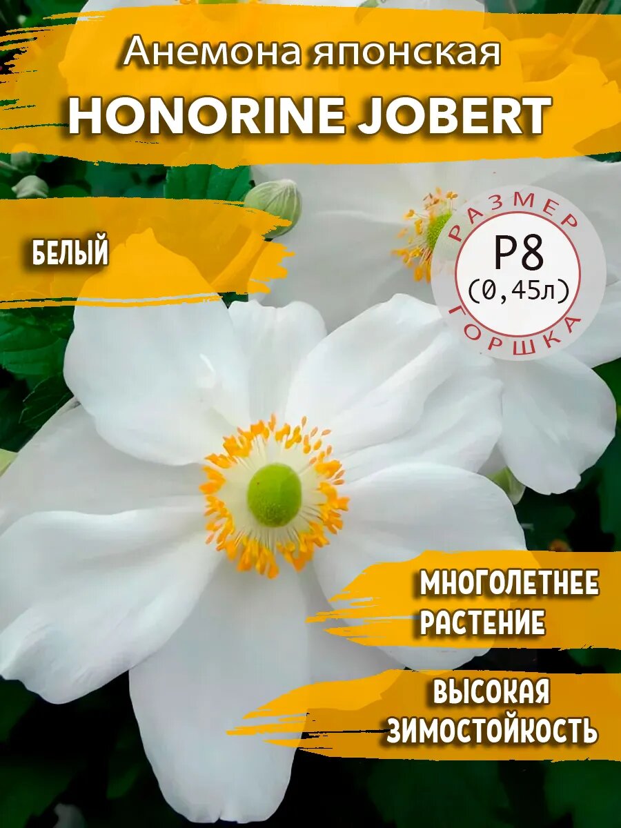 Анемона японская Honorine Jobert