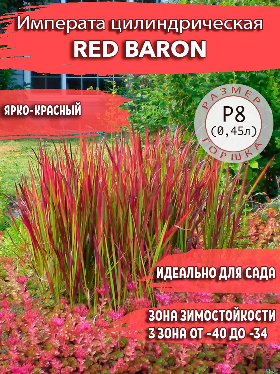 Императа цилиндрическая Садовые Растения Red Baron, многолетняя, красно-винный цвет листьев