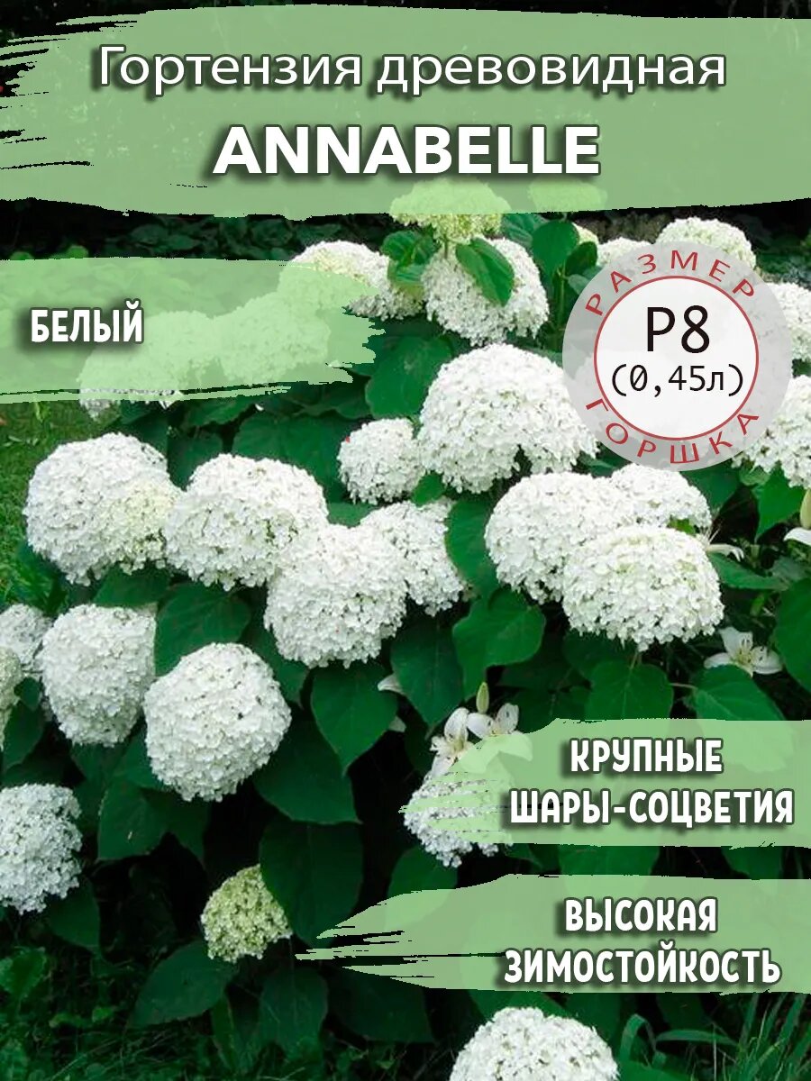 Гортензия древовидная Annabelle