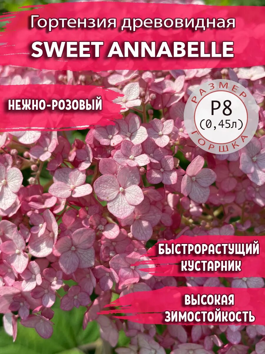 Гортензия древовидная Sweet Annabelle