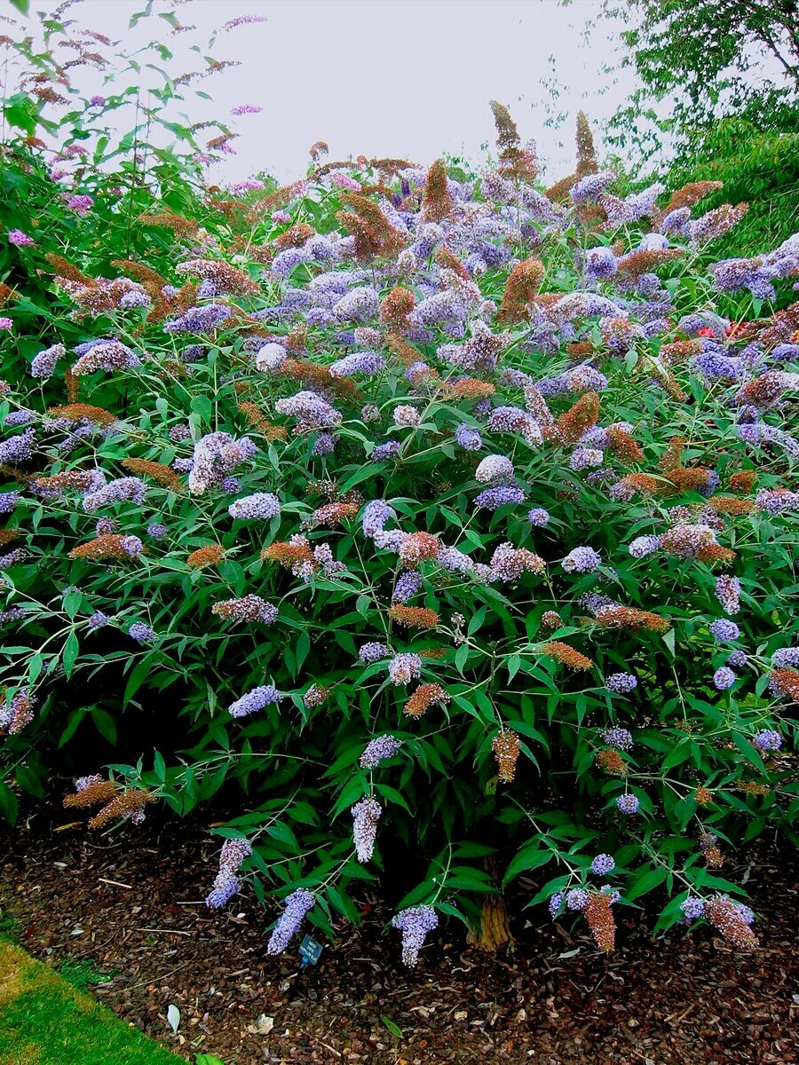 Буддлея Давида «Dart`s Papillon Blue» — фото 1